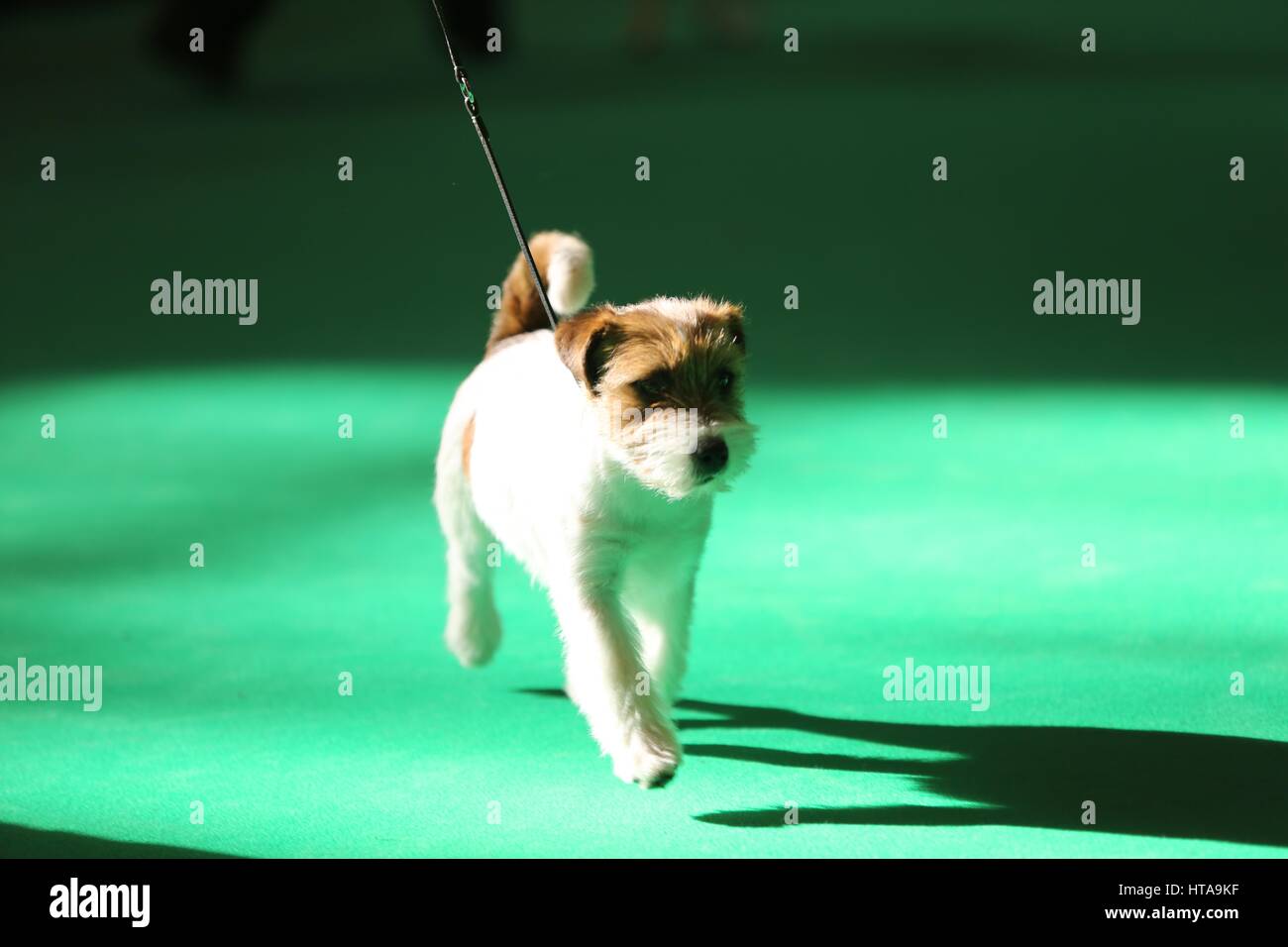 Crufts dog show jack russell hi-res stock photography and images - Alamy