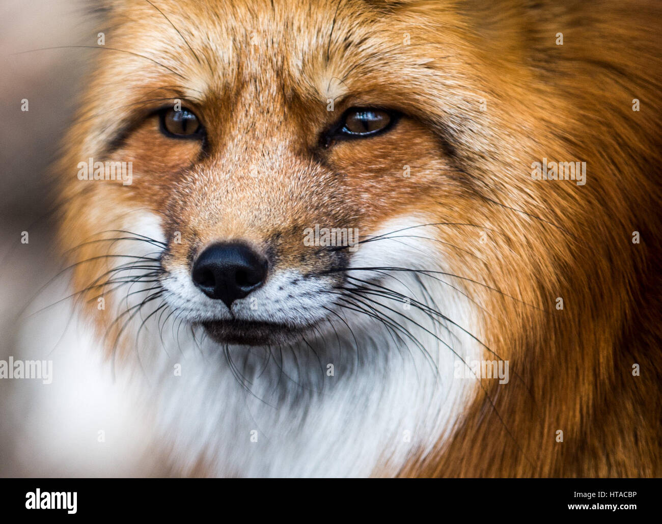 Wild park poing hi-res stock photography and images - Alamy