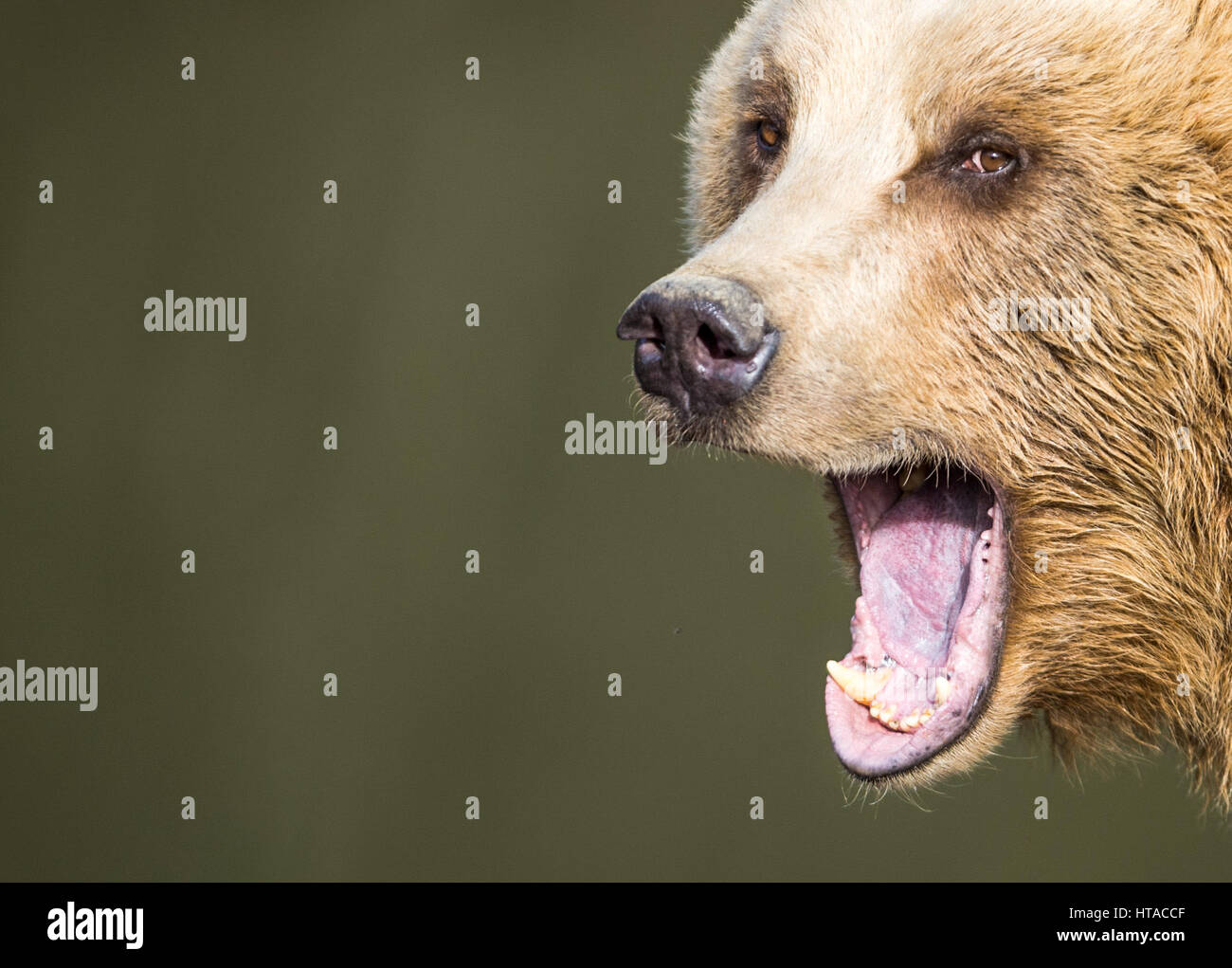 Poing, Germany. 27th Feb, 2017. A brown bear (Ursus arctos ...