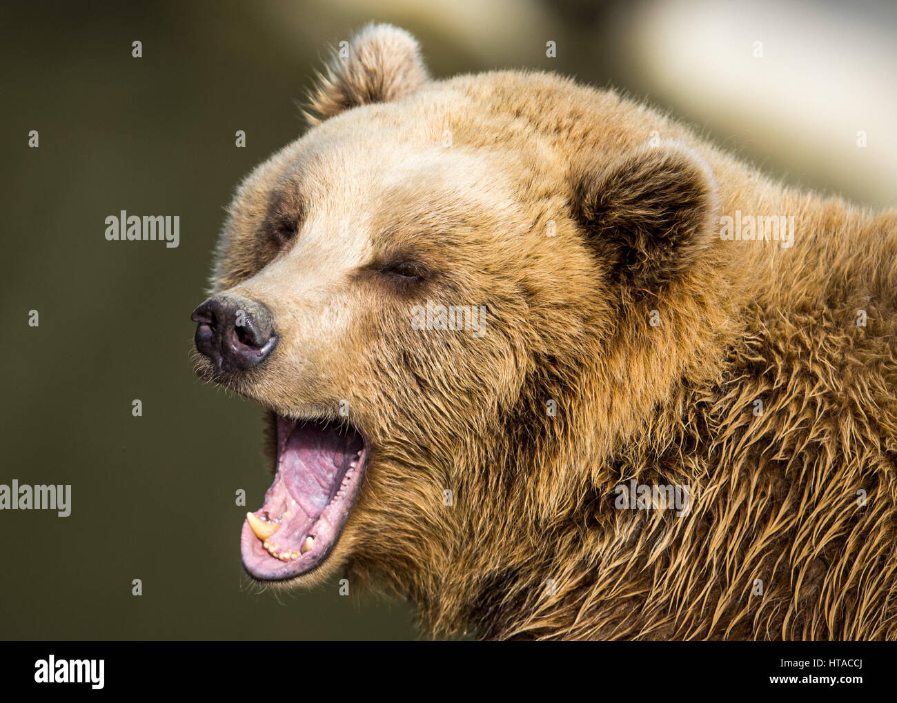 Poing, Germany. 27th Feb, 2017. A brown bear (Ursus arctos ...