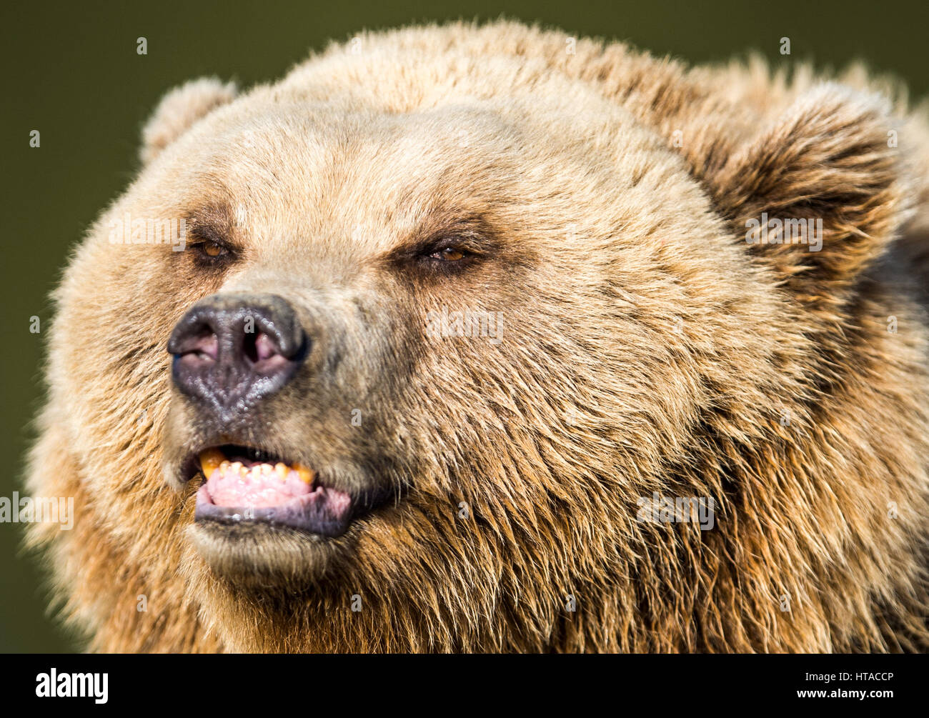 Poing, Germany. 27th Feb, 2017. A brown bear (Ursus arctos ...