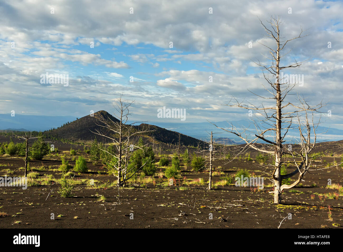 Dead wood - a consequence of a catastrophic release of ash during the ...