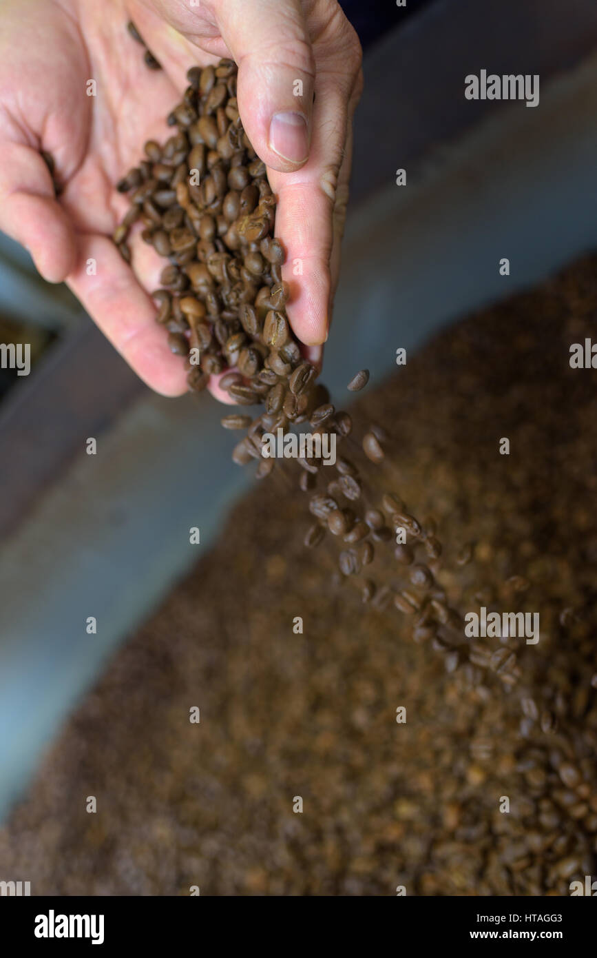 checking coffee beans during roasting process at the factory Stock ...