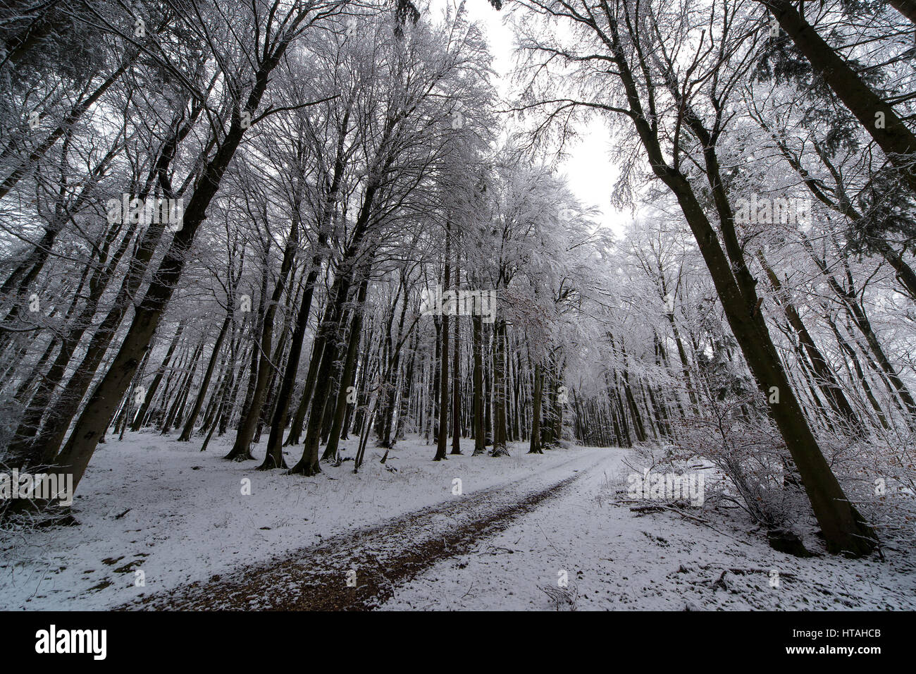 Snowy Path In The Woods High Resolution Stock Photography and Images ...