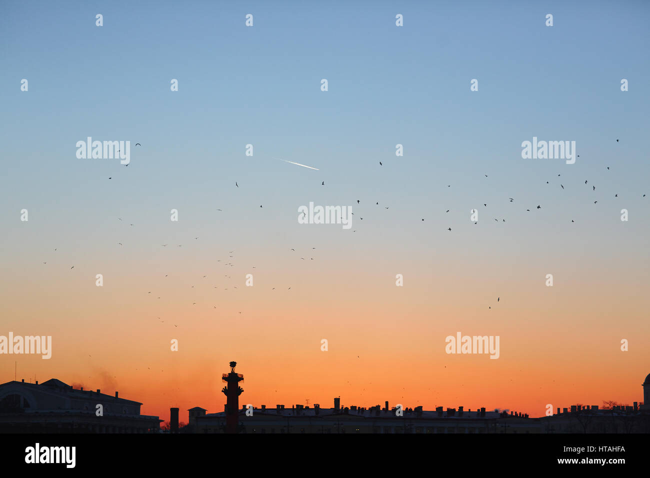 Blue sky at sunset with flock of birds and trace of flying plane Stock ...