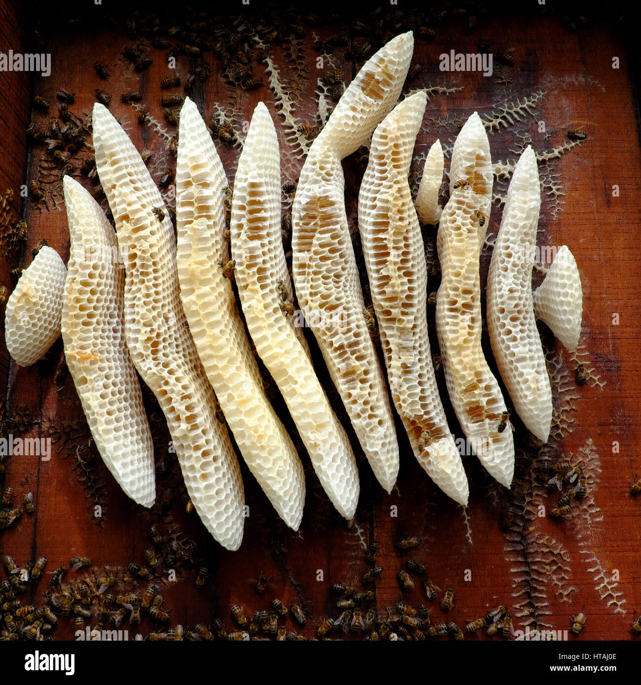 Asian honey bee vietnam hi-res stock photography and images - Alamy