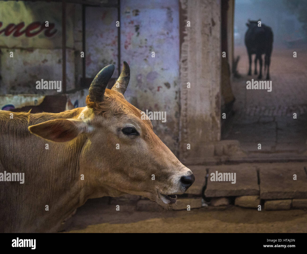 Bull moo mooing hi-res stock photography and images - Alamy