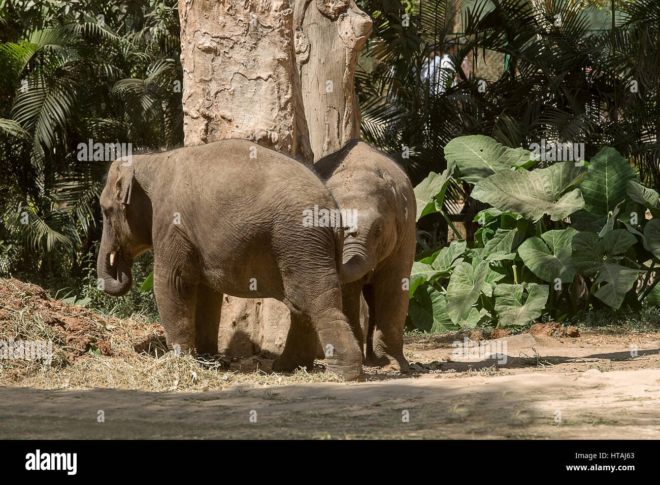 Two Elephants Calf Playing Stock Photos & Two Elephants Calf Playing ...