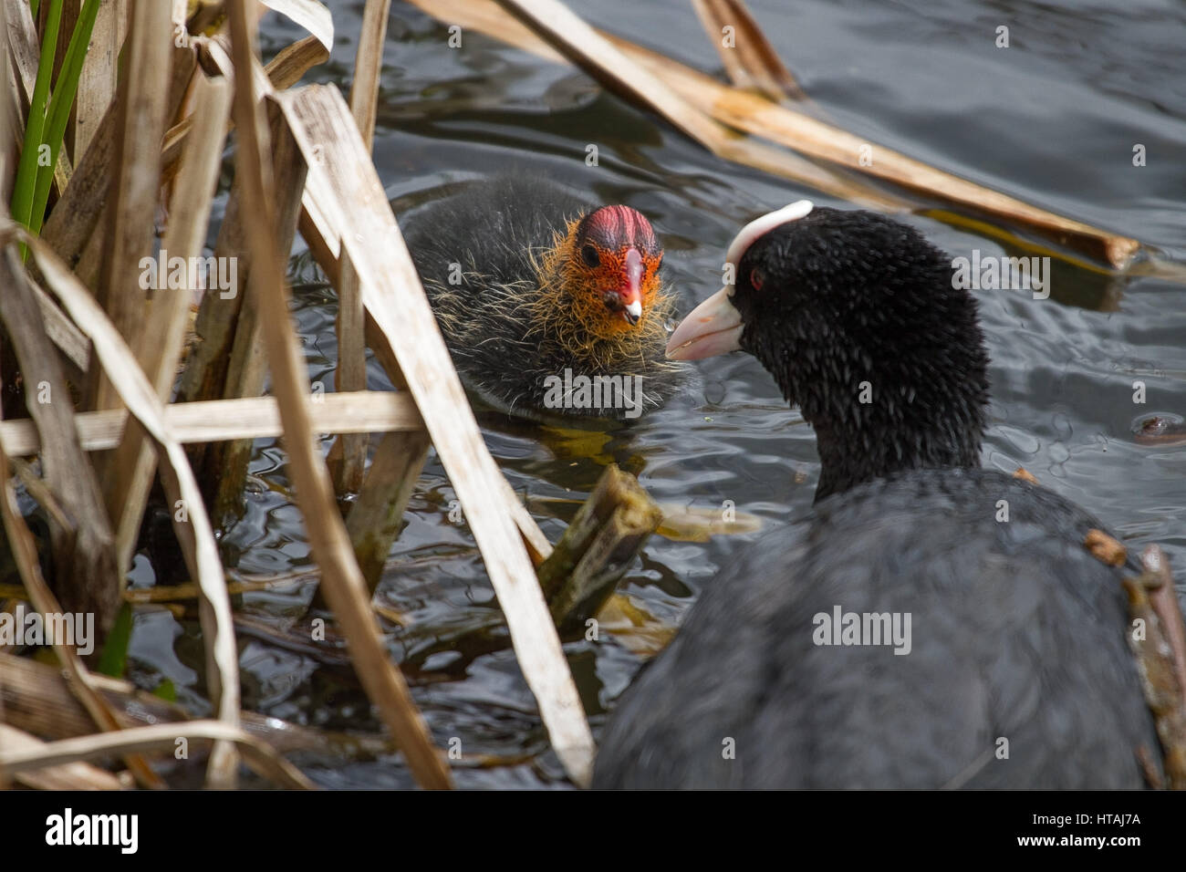 photo of an adult coot feeding it's chick with some food Stock Photo ...