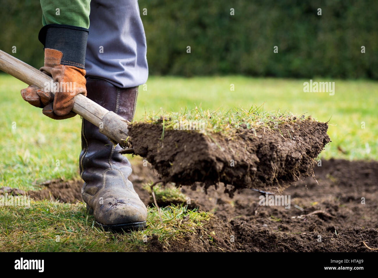 Man using spade for old lawn digging Stock Photo - Alamy