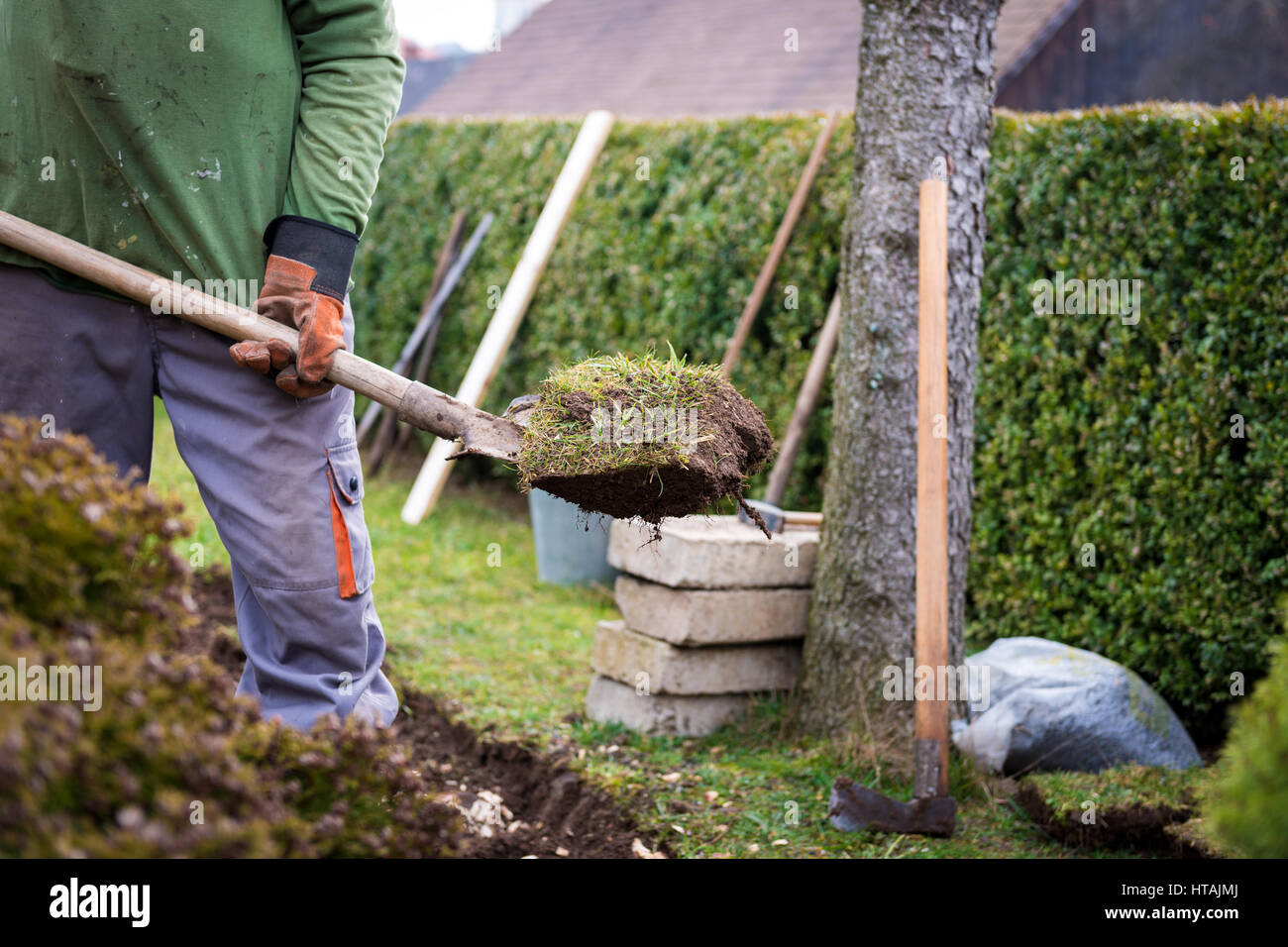 Man using spade for old lawn digging Stock Photo - Alamy
