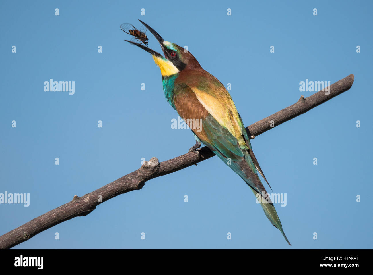 Bird insect prey Stock Photo - Alamy
