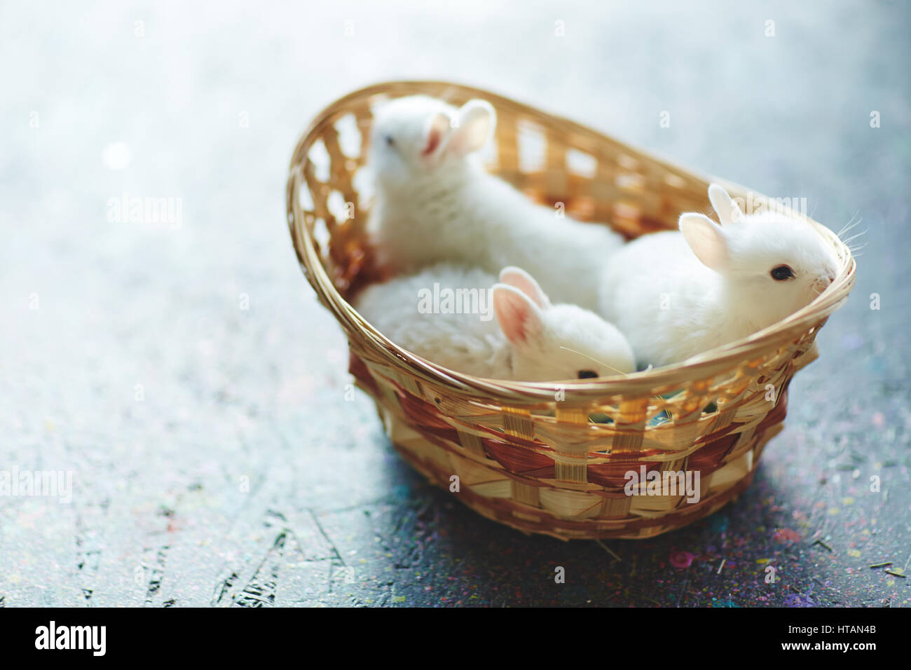 Group of cute bunnies hi-res stock photography and images - Alamy