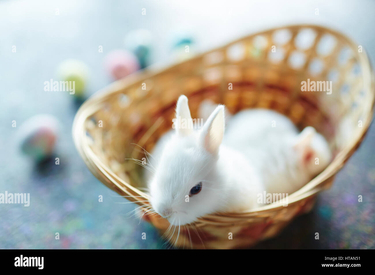 Small white rabbit looking out of basket Stock Photo - Alamy