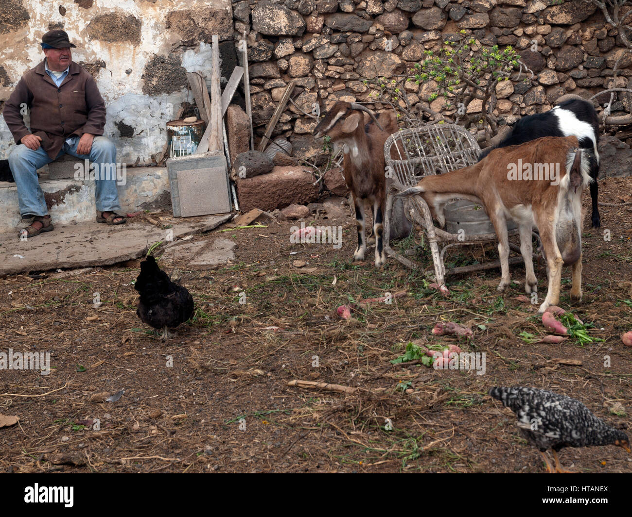 Lanzarote animals hi-res stock photography and images - Alamy