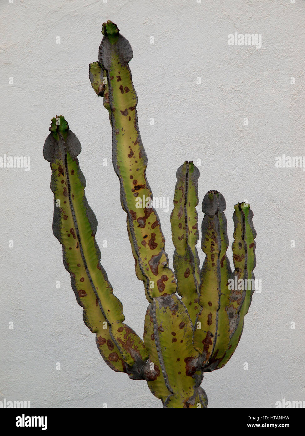 Cactus disease hi-res stock photography and images - Alamy