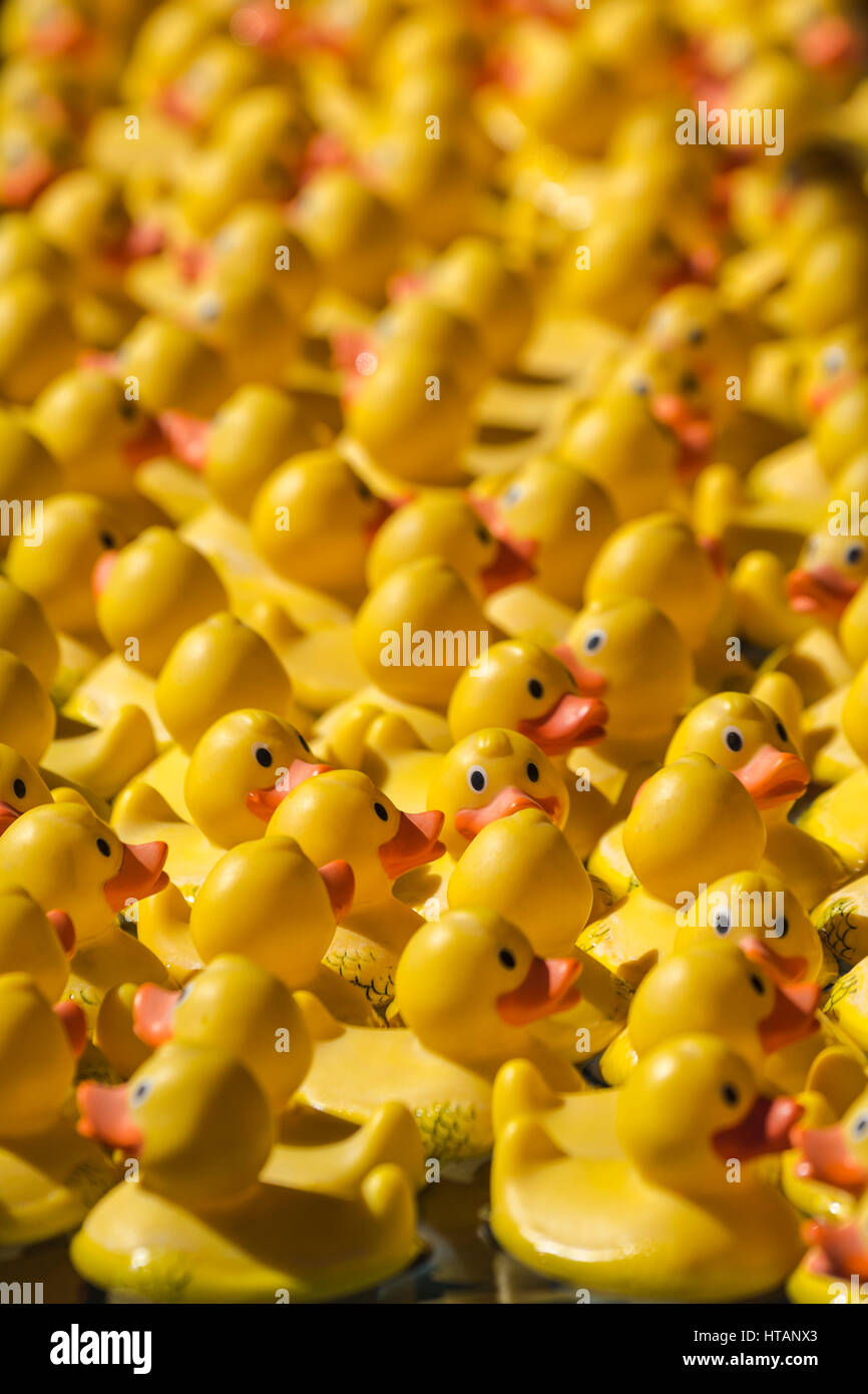 large quantity of yellow plastic ducks floating in a tank in the ...