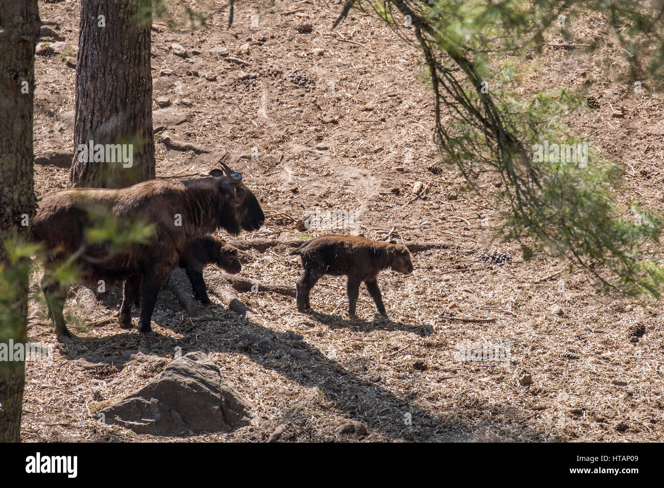 Bhutan, Thimphu. Motithang Takin Preserve, national animal of Bhutan ...