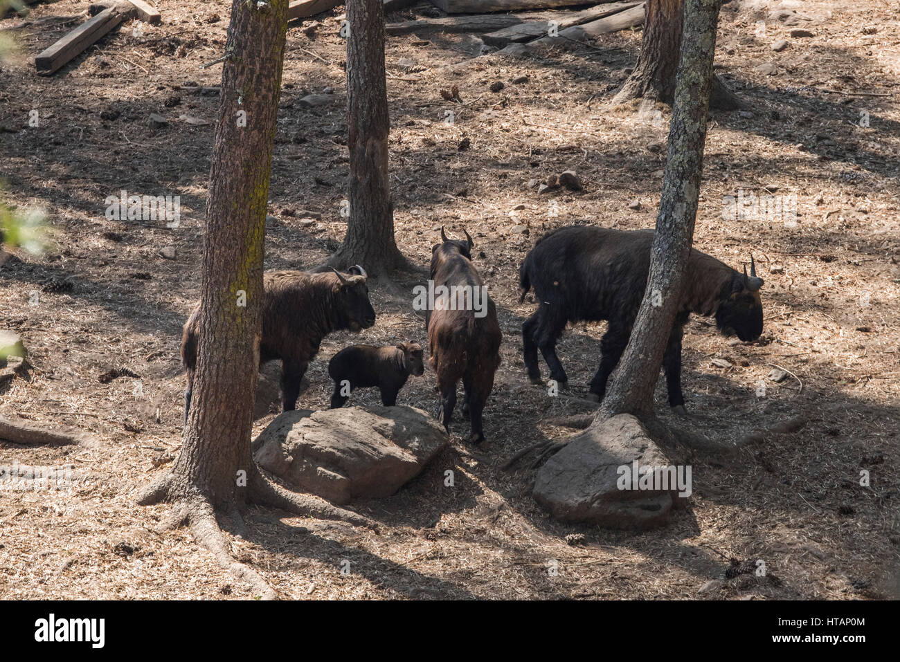 Bhutan, Thimphu. Motithang Takin Preserve, national animal of Bhutan ...