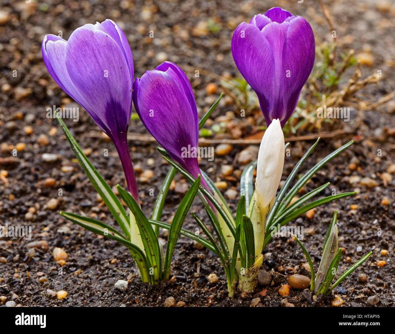 Crocus in a garden Stock Photo - Alamy