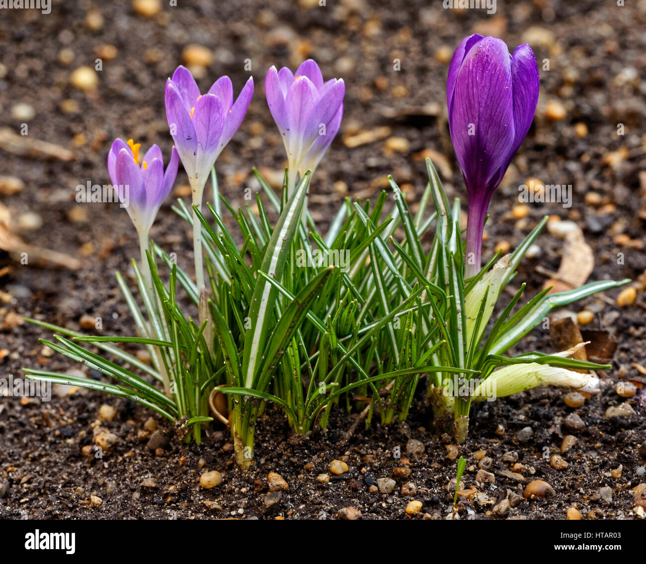Crocus in a garden Stock Photo - Alamy