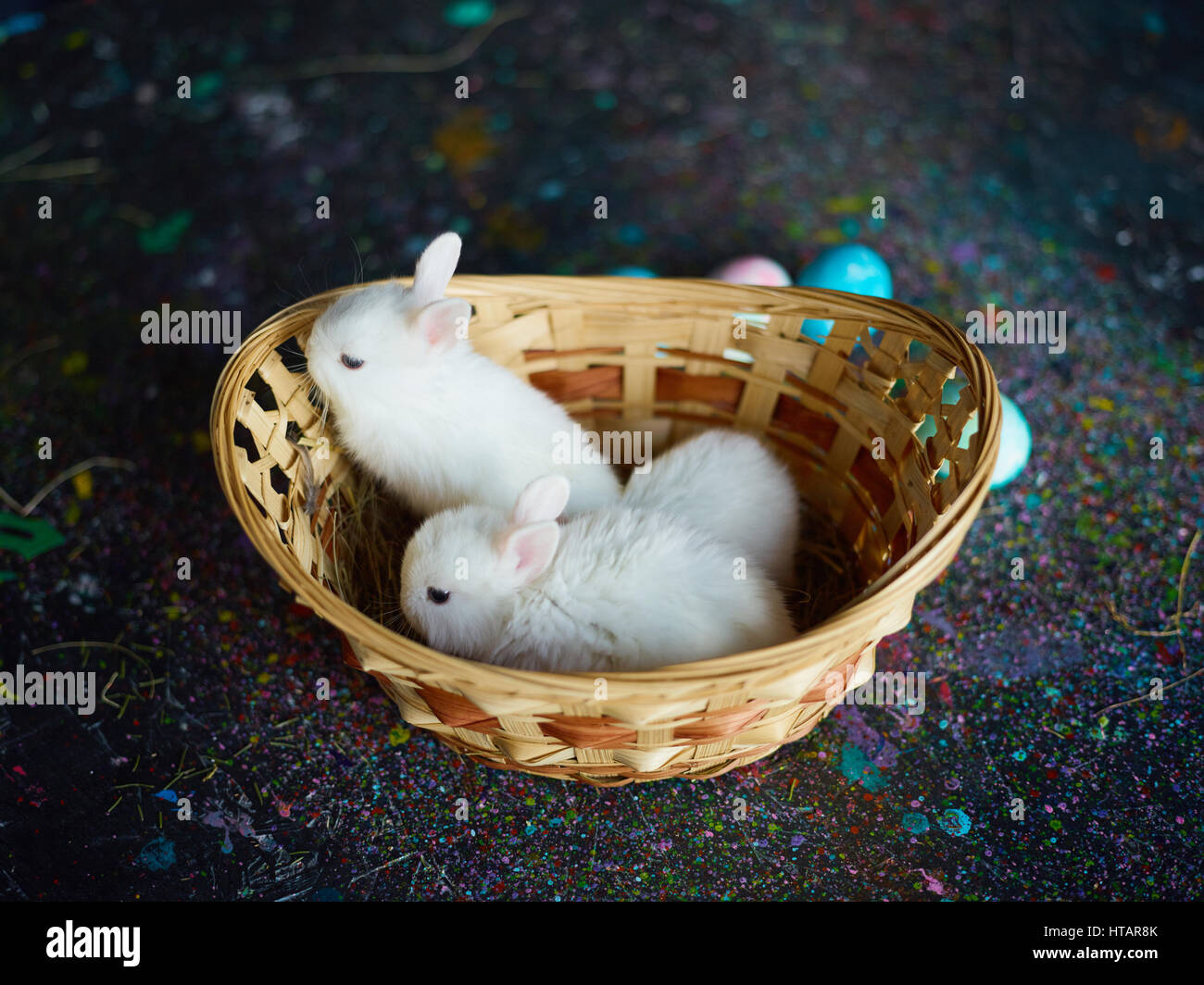 Baby rabbits group hi-res stock photography and images - Alamy