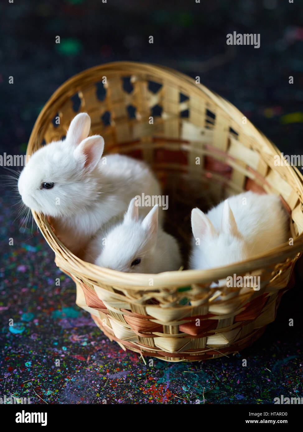 Fluffy white rabbits sitting in basket, one bunny looking out Stock ...