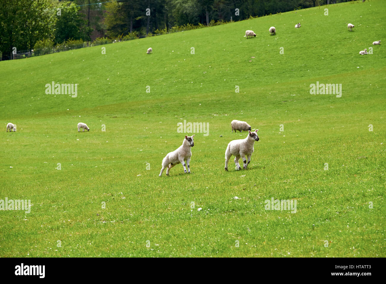 Spring lambs in a green field in the Scottish Highlands. UK Stock Photo ...
