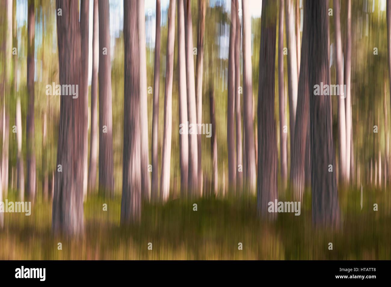 Forest background blur hi-res stock photography and images - Alamy