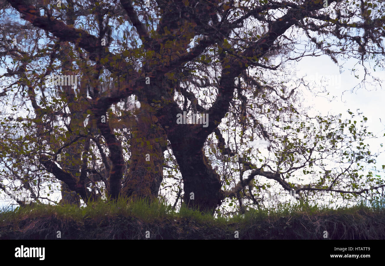 Abstract tree river hi-res stock photography and images - Alamy