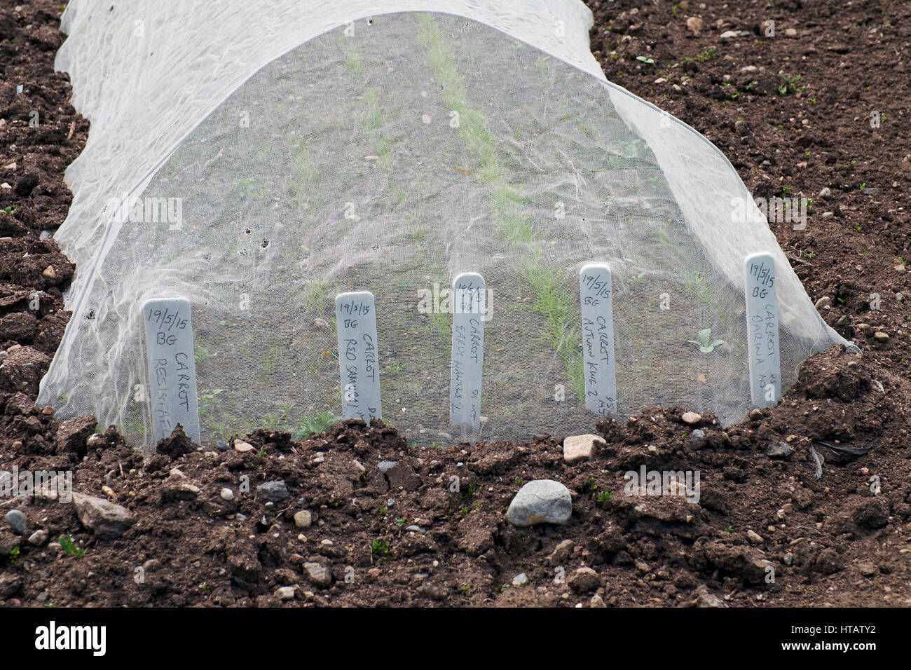 Carrot red samurai hi-res stock photography and images - Alamy