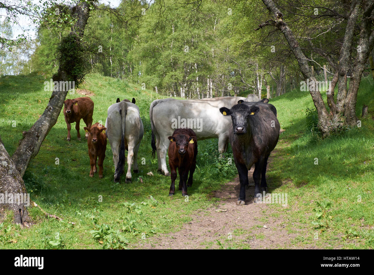 Calf shade hi-res stock photography and images - Alamy