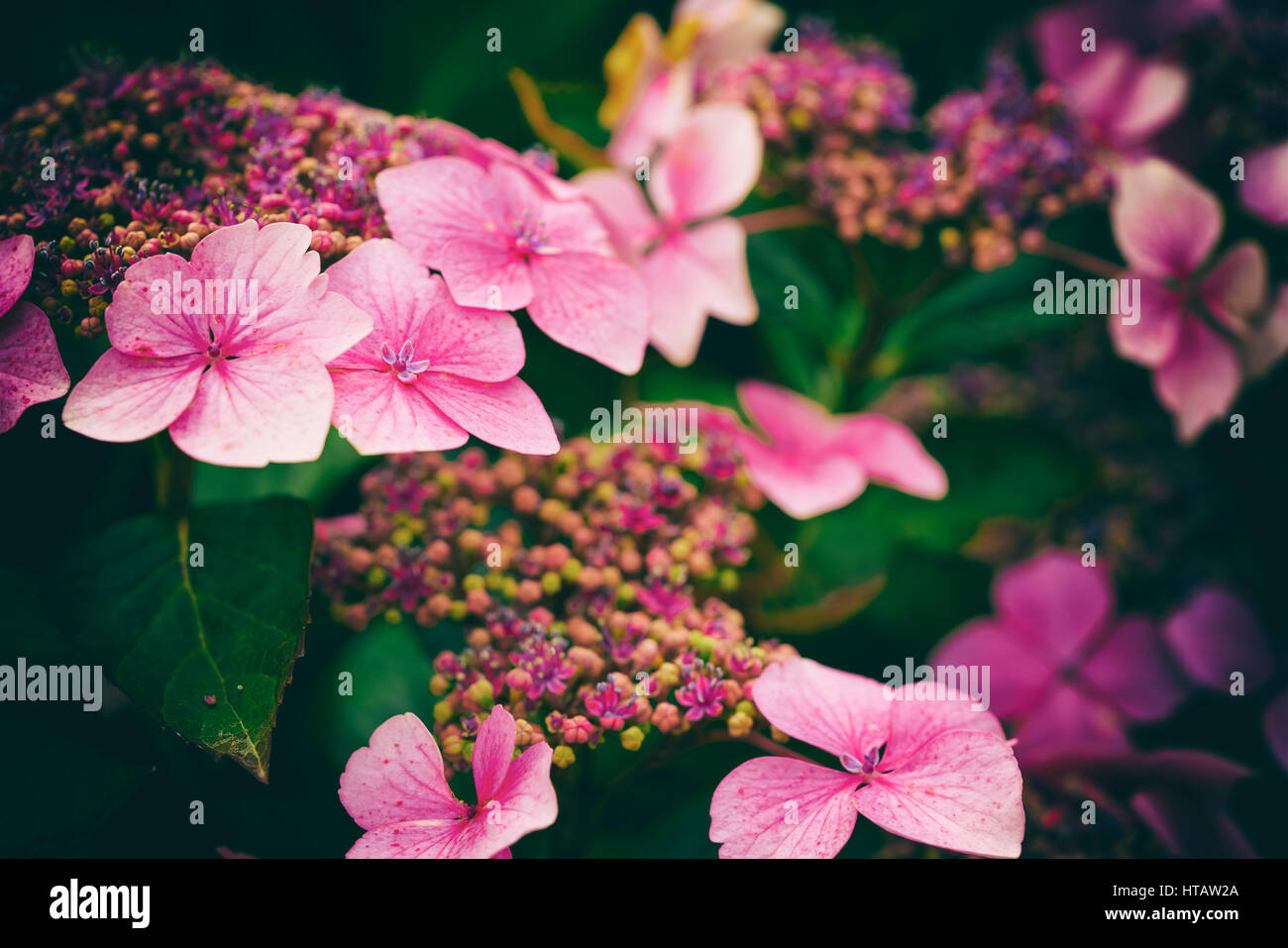 Hydrangea field hi-res stock photography and images - Alamy
