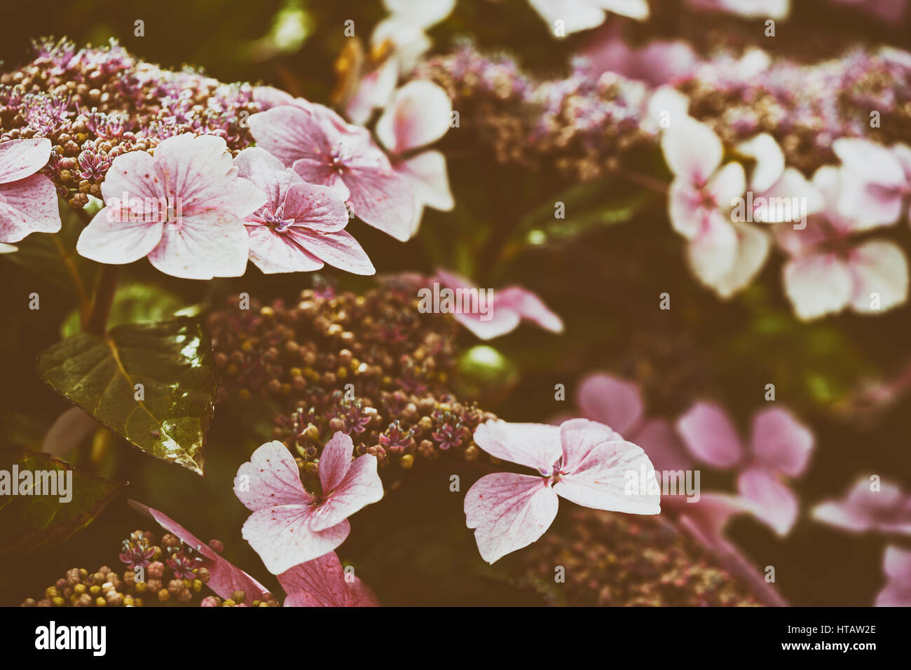 Pink Hydrangea flowers in an English country garden. Colour styling and ...