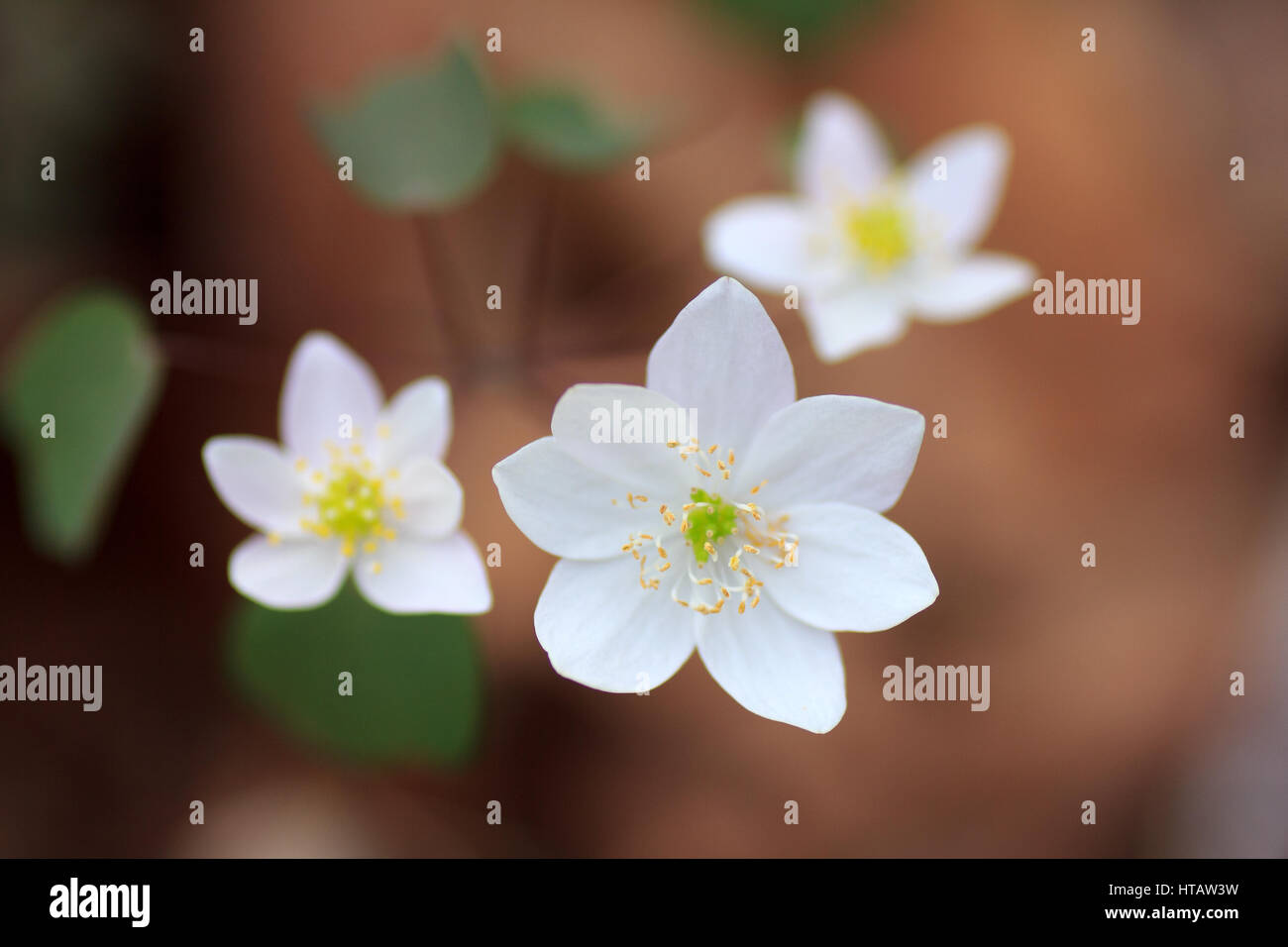 White Hepatica Wildflowers Stock Photo - Alamy
