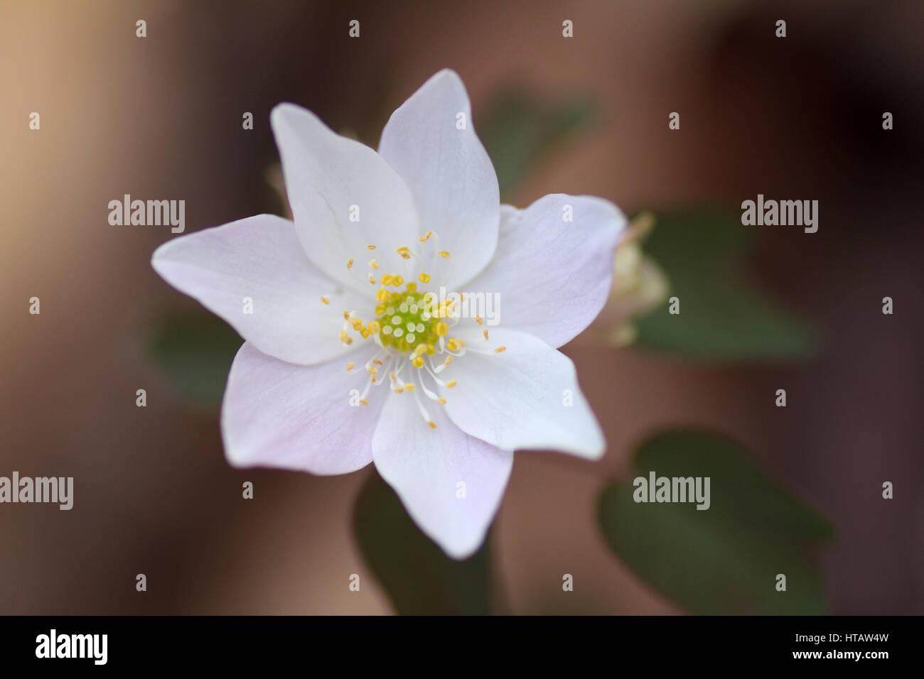 White Hepatica Wildflowers Stock Photo - Alamy