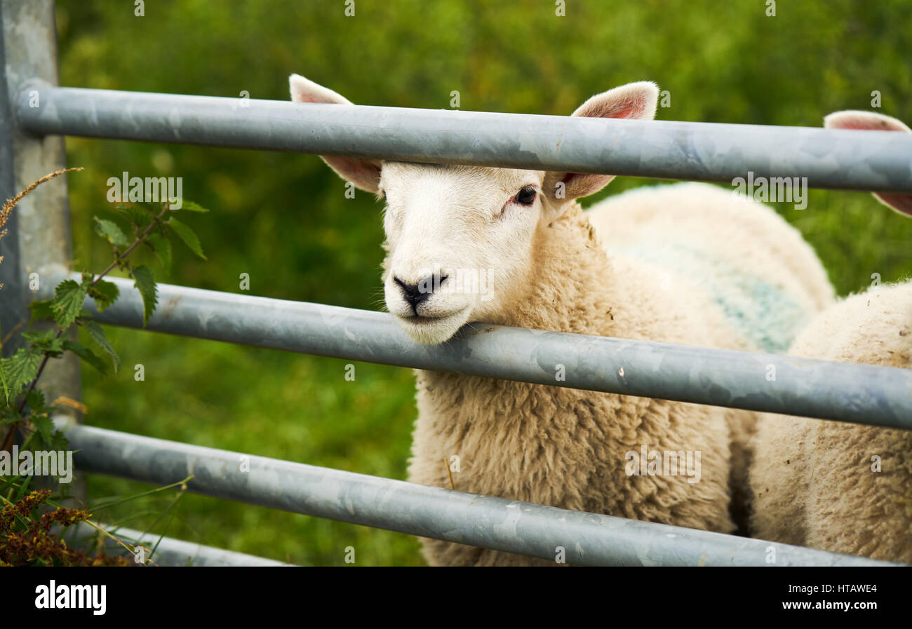 Sheep farm gate hi-res stock photography and images - Alamy
