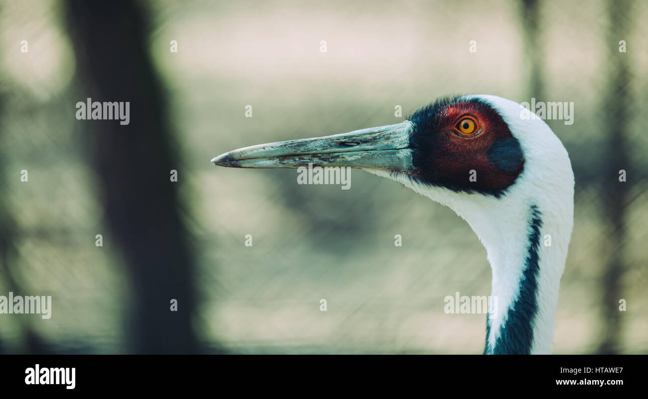 Portrait of a beautiful white neck crane in nature Stock Photo - Alamy