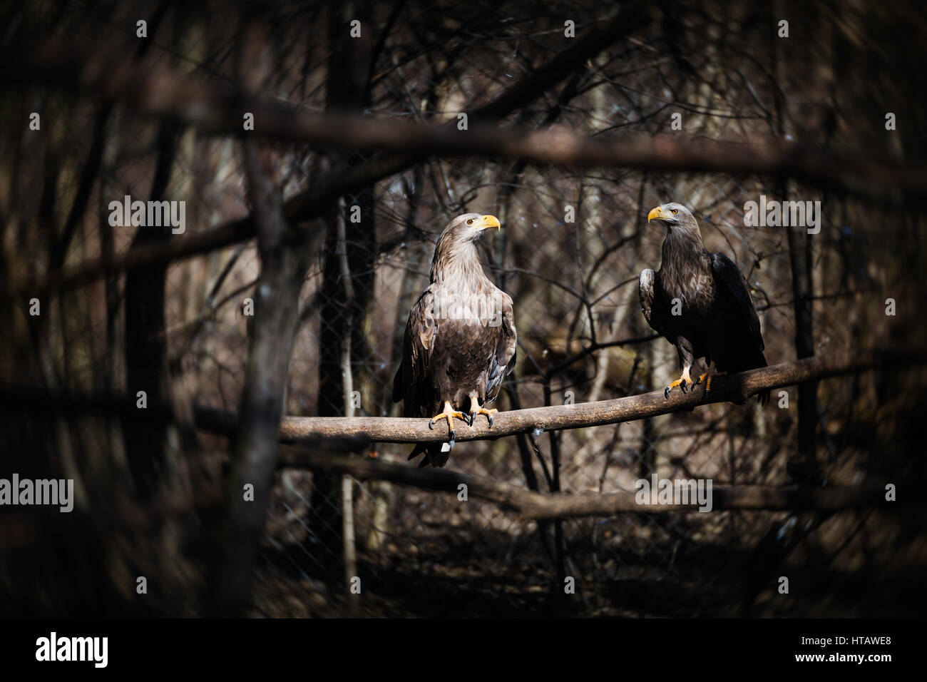Two beautiful dark grey eagles in wildlife sitting Stock Photo - Alamy