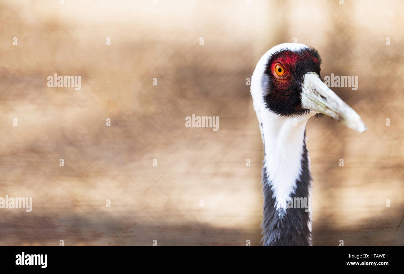 Portrait of a beautiful white neck crane in nature Stock Photo - Alamy