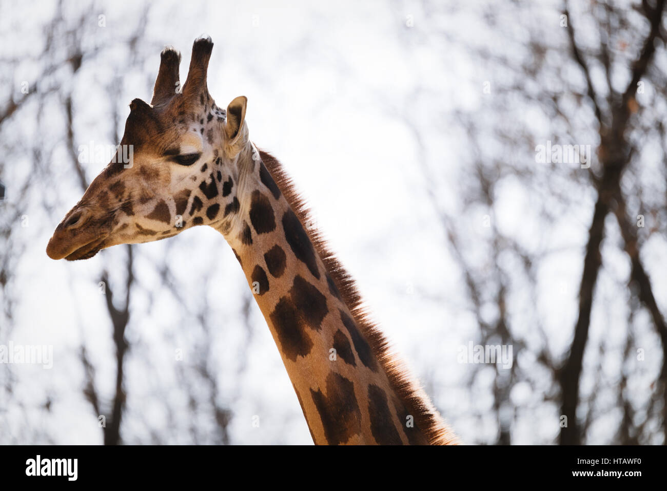 Beautiful giraffe head and neck in wilderness Stock Photo - Alamy