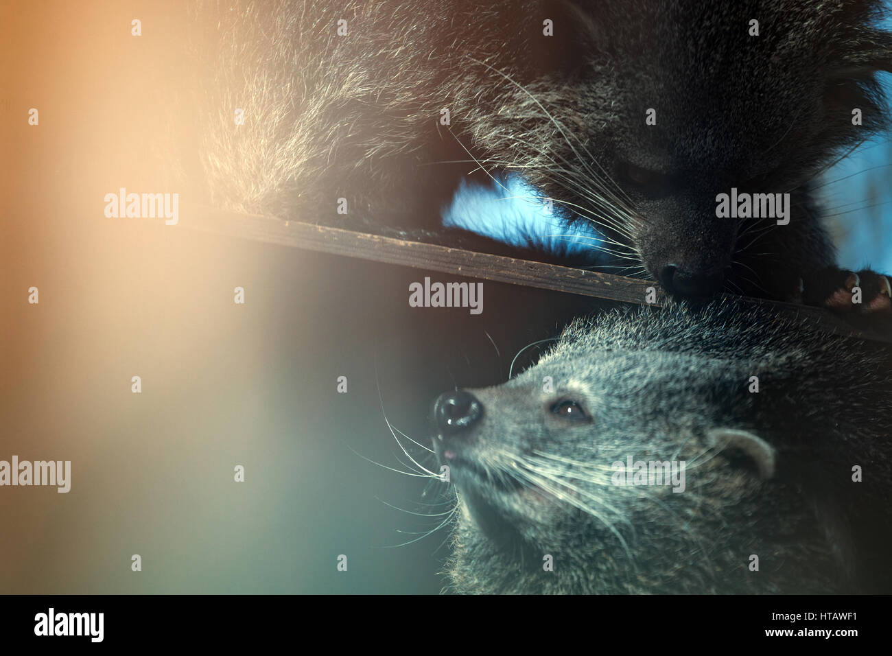 Rare beautiful endangered binturong animals touching Stock Photo - Alamy