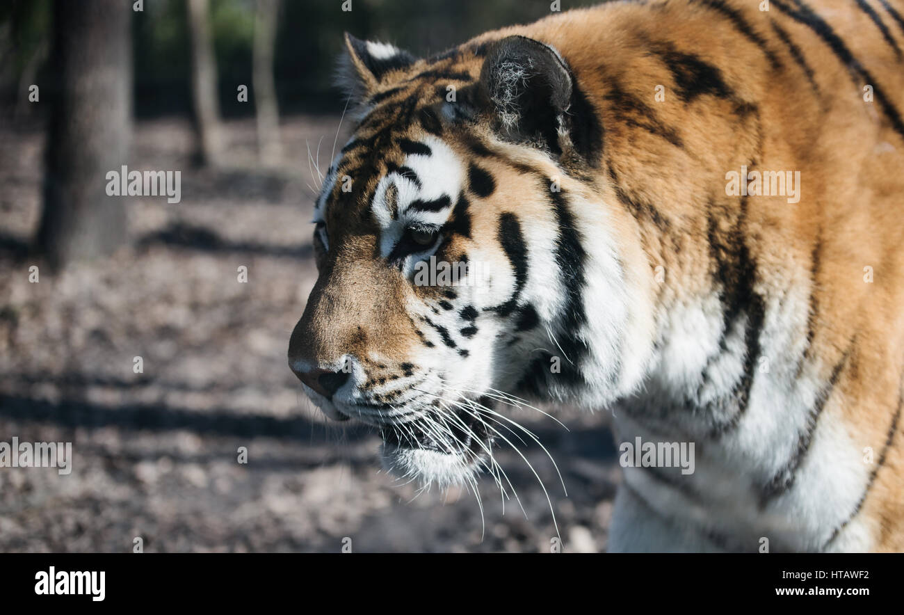 Siberian tiger in the forest hi-res stock photography and images - Alamy