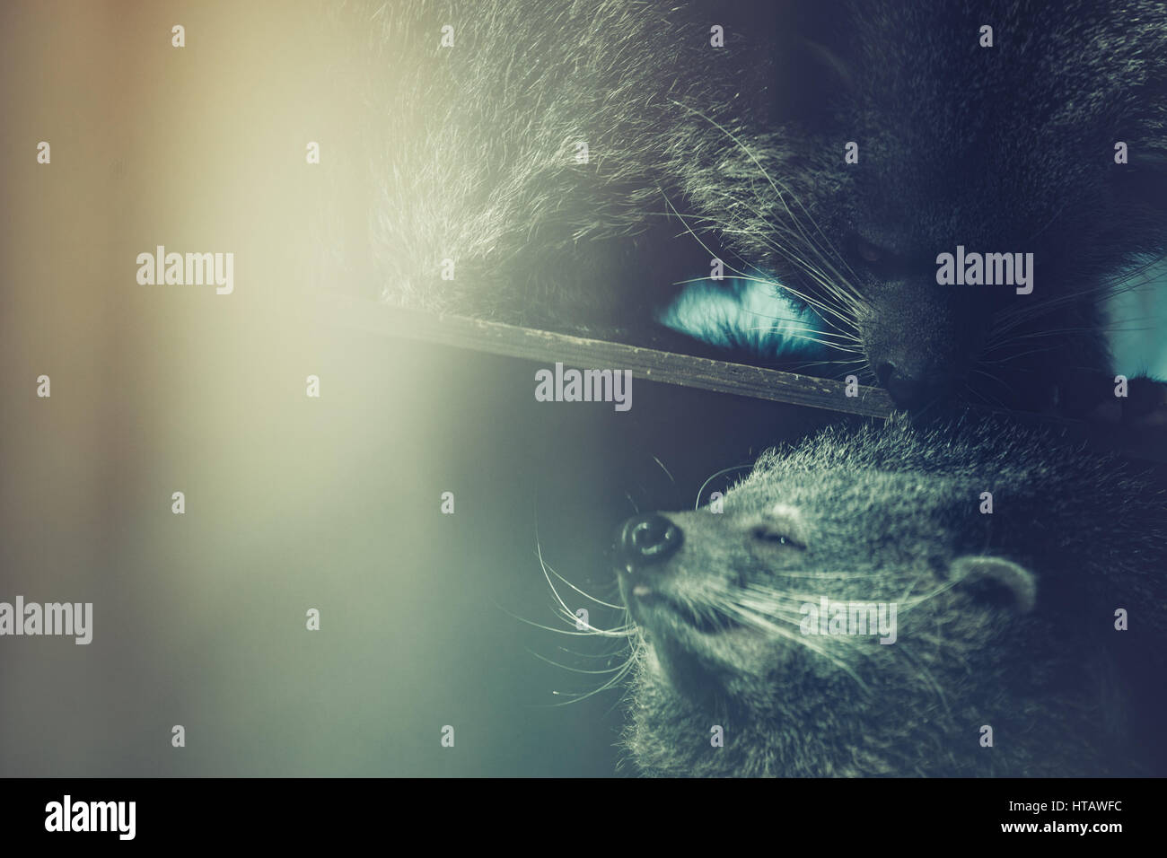 Rare beautiful endangered binturong animals touching Stock Photo - Alamy