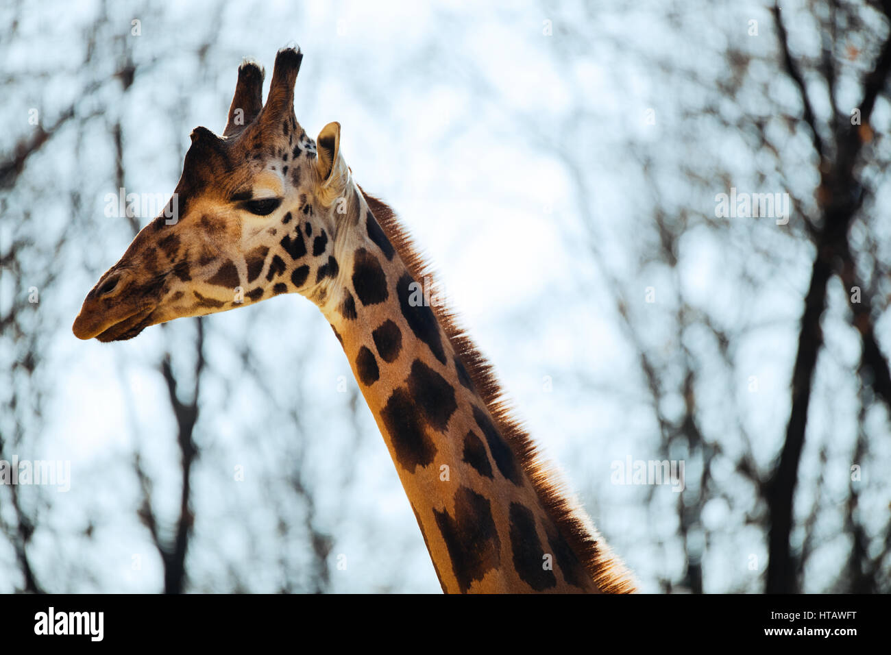 Beautiful giraffe head and neck in wilderness Stock Photo - Alamy