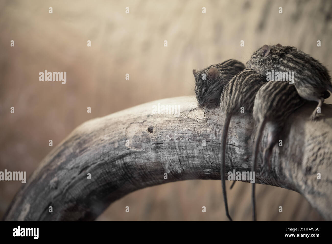 Funny lazy zebra mice sleeping and resting together Stock Photo - Alamy