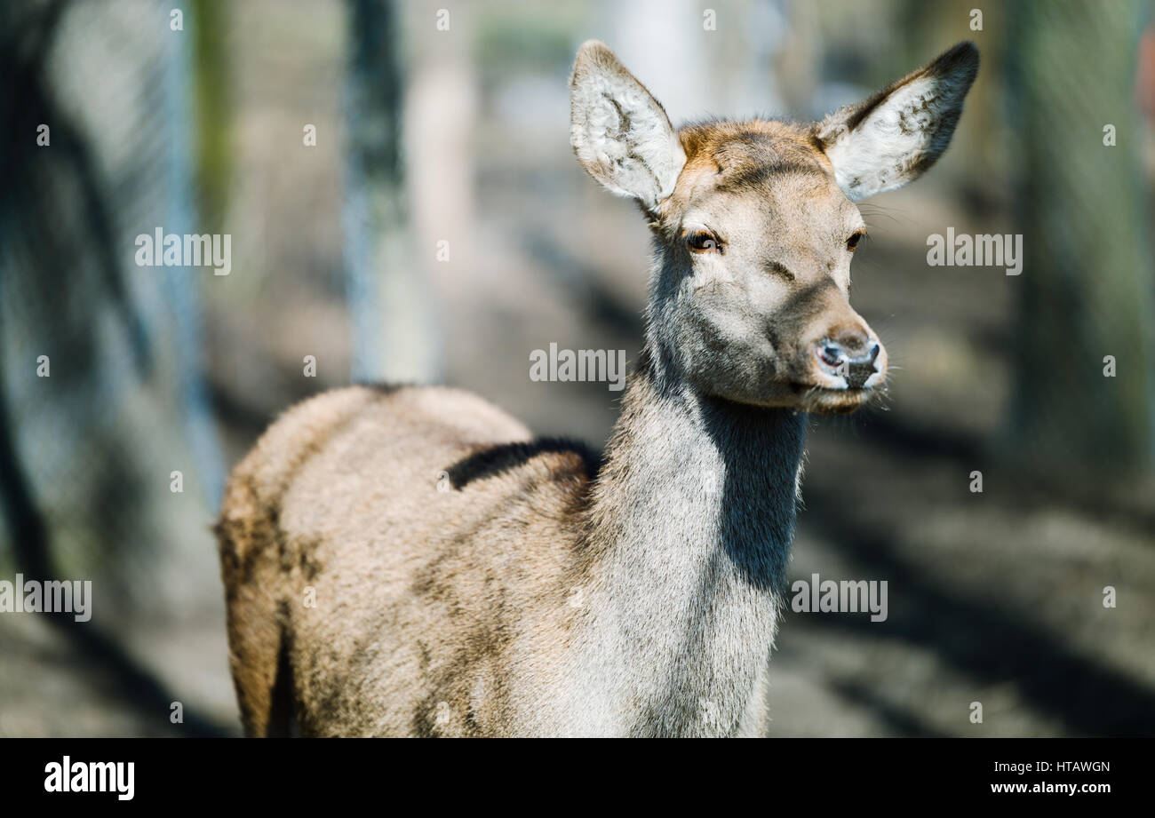 Beautiful alert deer in natural wildlife habitat Stock Photo - Alamy
