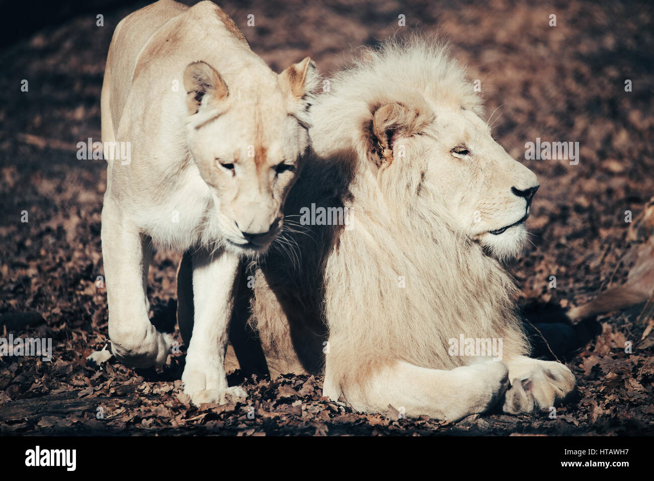 Beautiful albino white male lion in wilderness Stock Photo - Alamy