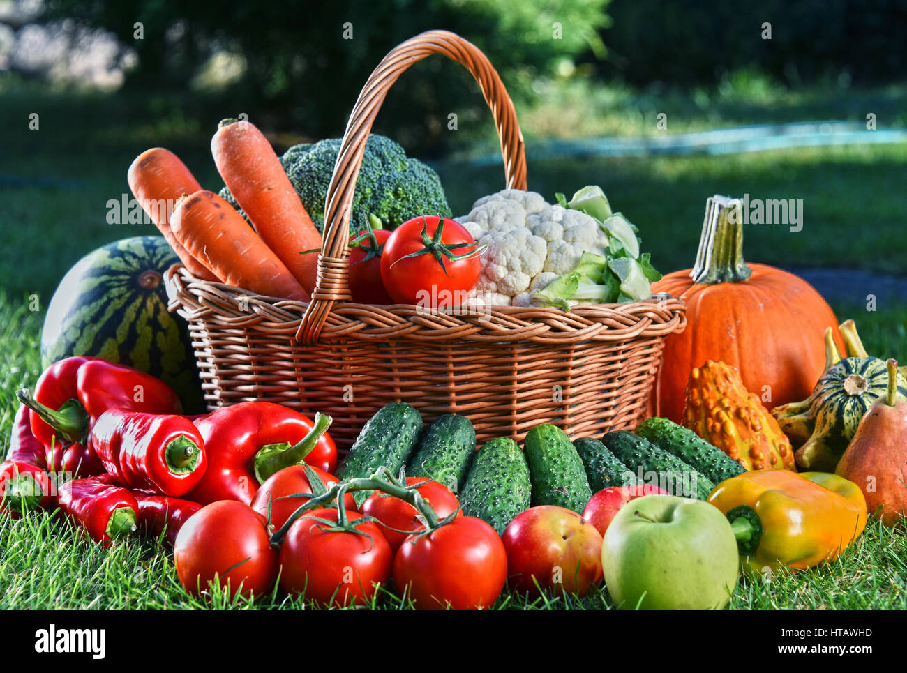 Variety of fresh organic vegetables and fruits in the garden. Balanced ...
