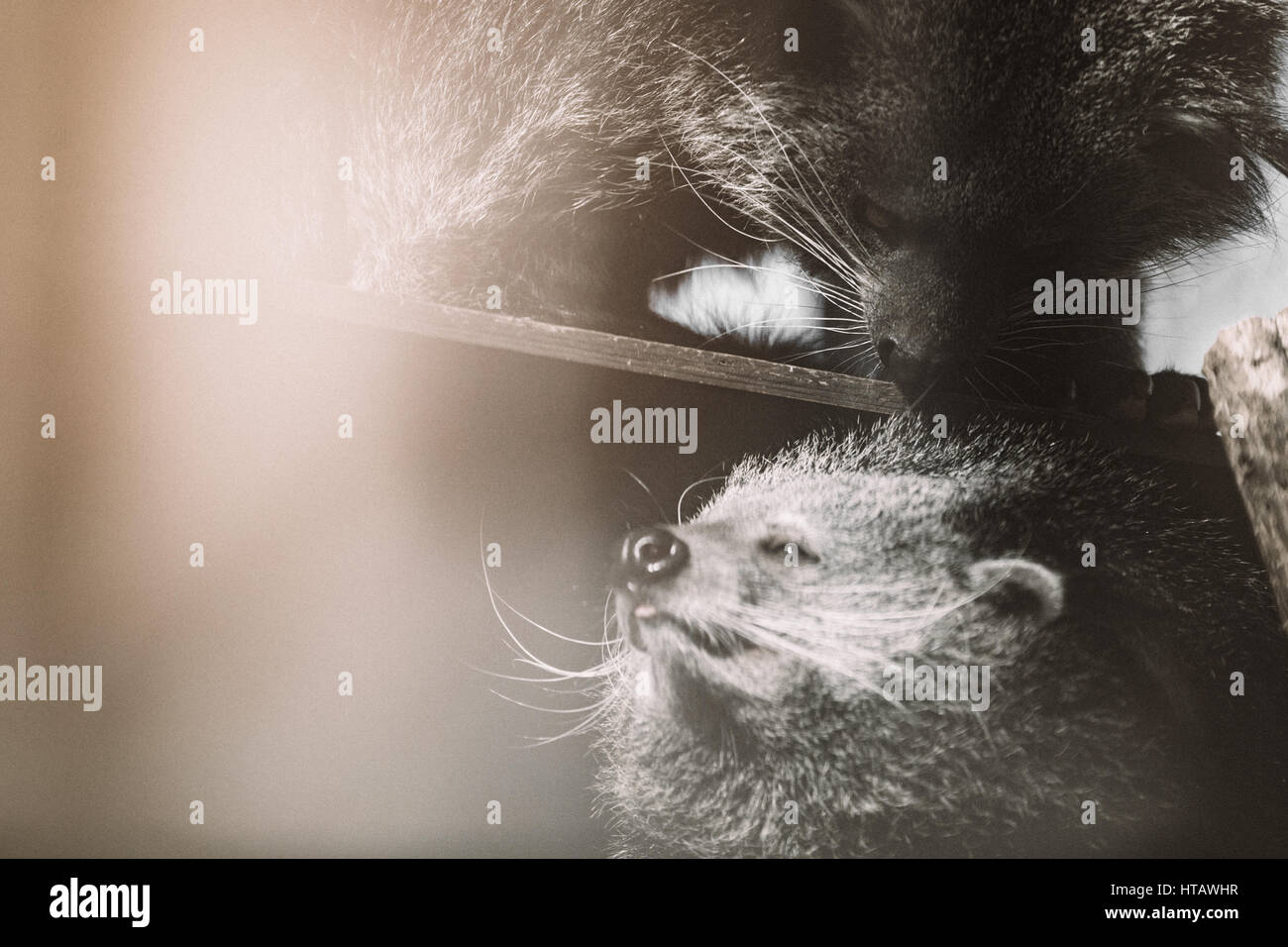 Rare beautiful endangered binturong animals touching Stock Photo - Alamy